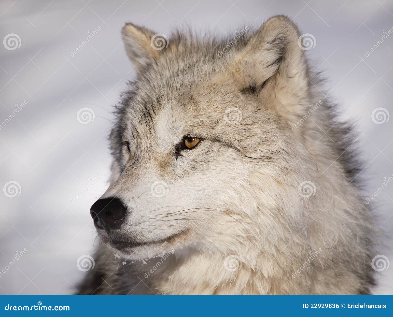 Alpha male arctic wolf stock photo. Image of adult, attention - 22929836