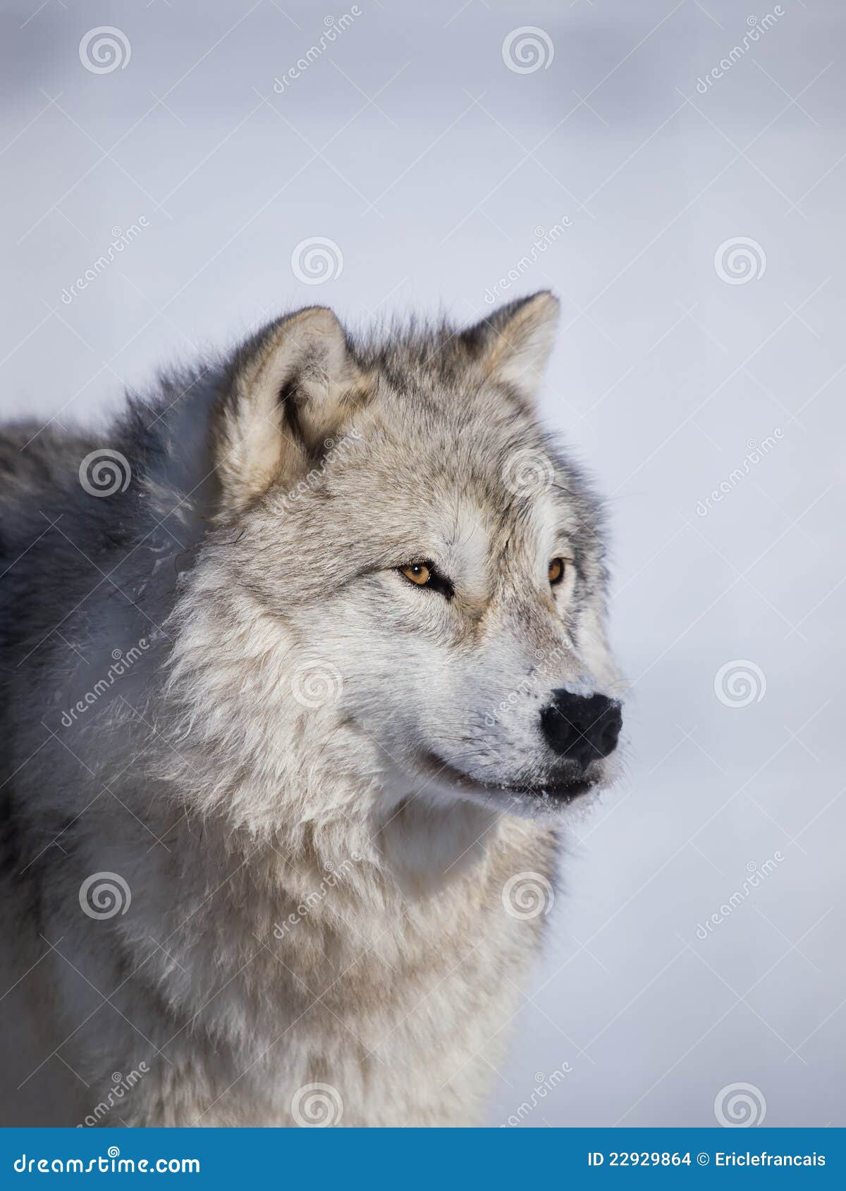 Alpha male arctic wolf stock photo. Image of nature, dangerous - 22929864