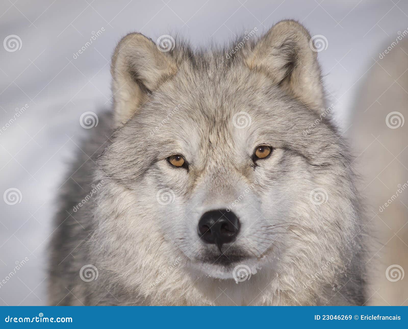 Alpha Male Arctic Wolf Stock Photography | CartoonDealer.com #22929836