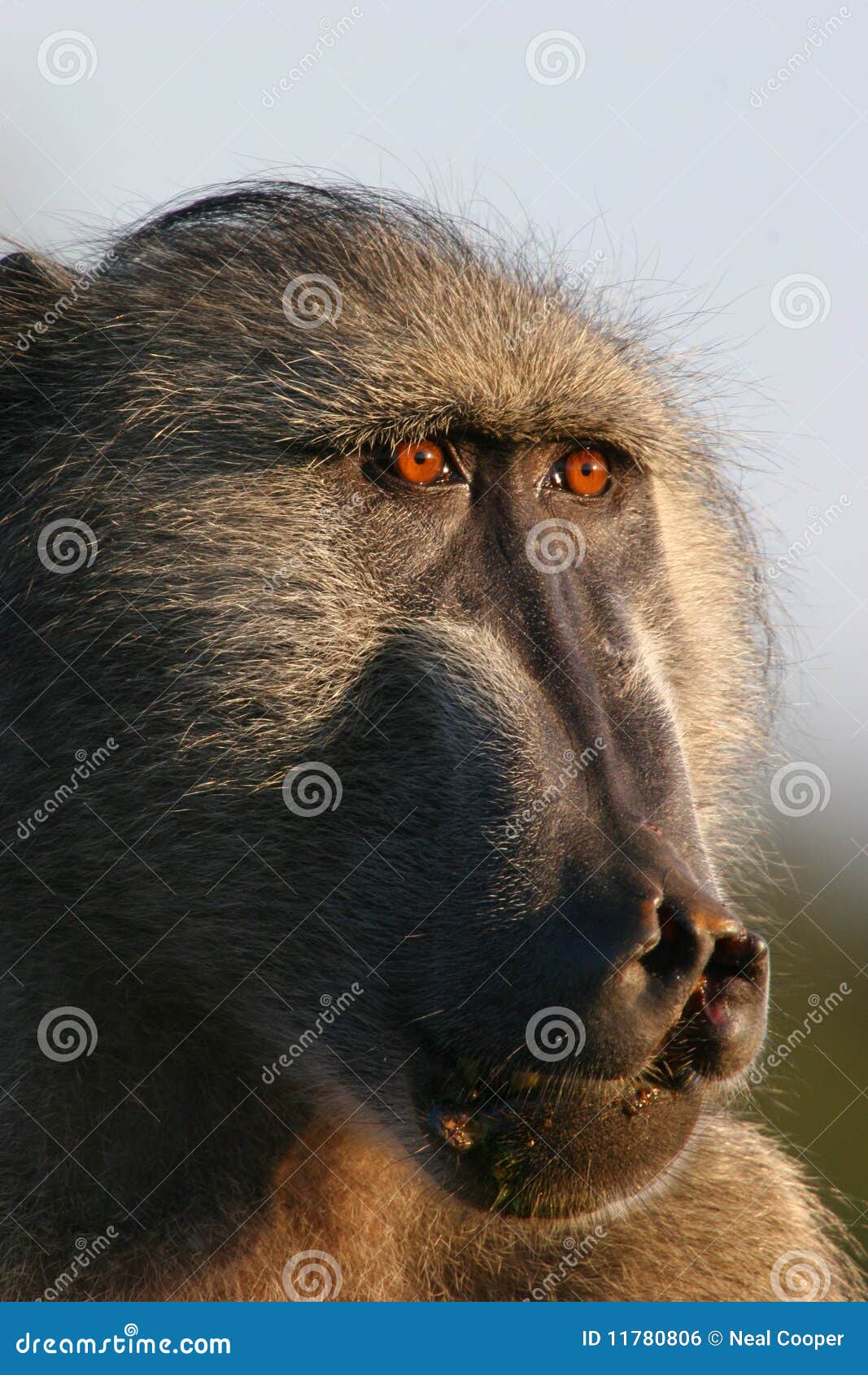 Alpha Male Baboon stock photo. Image of south, alpha - 11780806