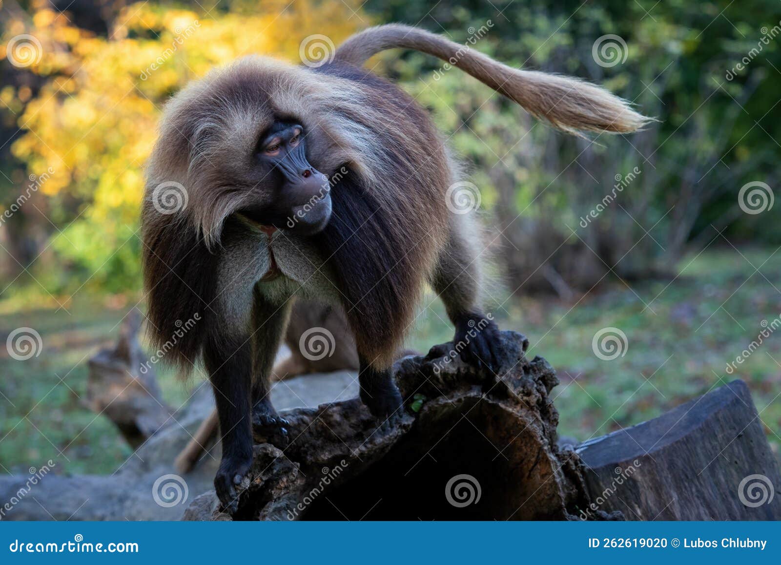 Alpha Male of Gelada Baboon - Theropithecus Gelada, Beautiful Ground ...
