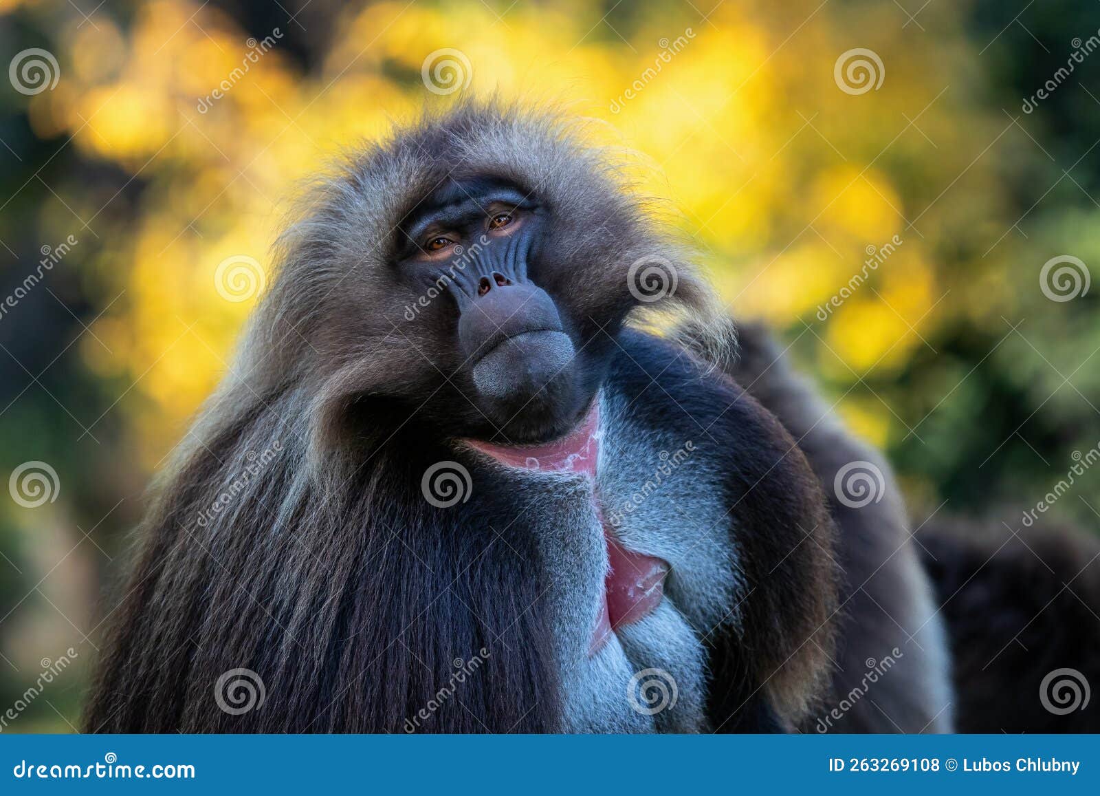 Alpha Male of Gelada Baboon - Theropithecus Gelada, Beautiful Ground ...
