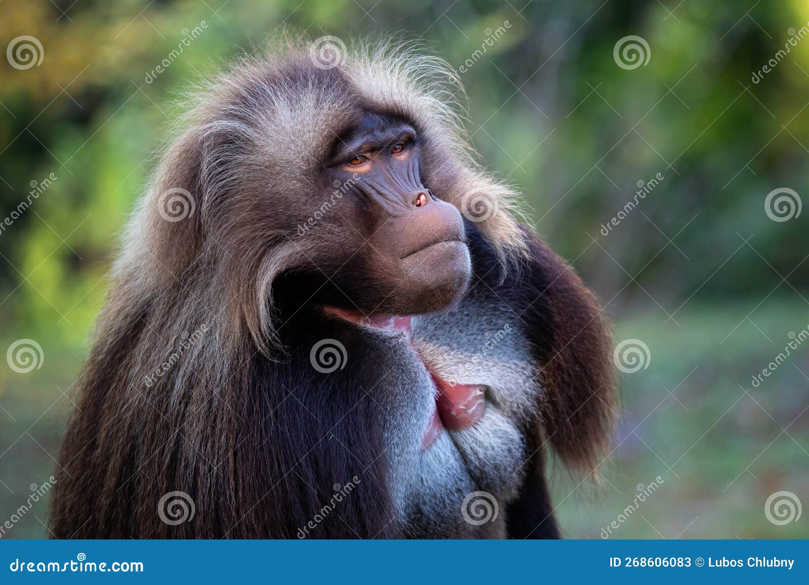 Alpha Male of Gelada Baboon - Theropithecus Gelada, Beautiful Ground ...