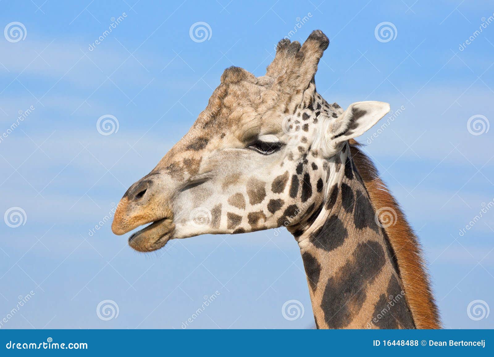 Alpha male giraffe stock photo. Image of head, portrait - 16448488