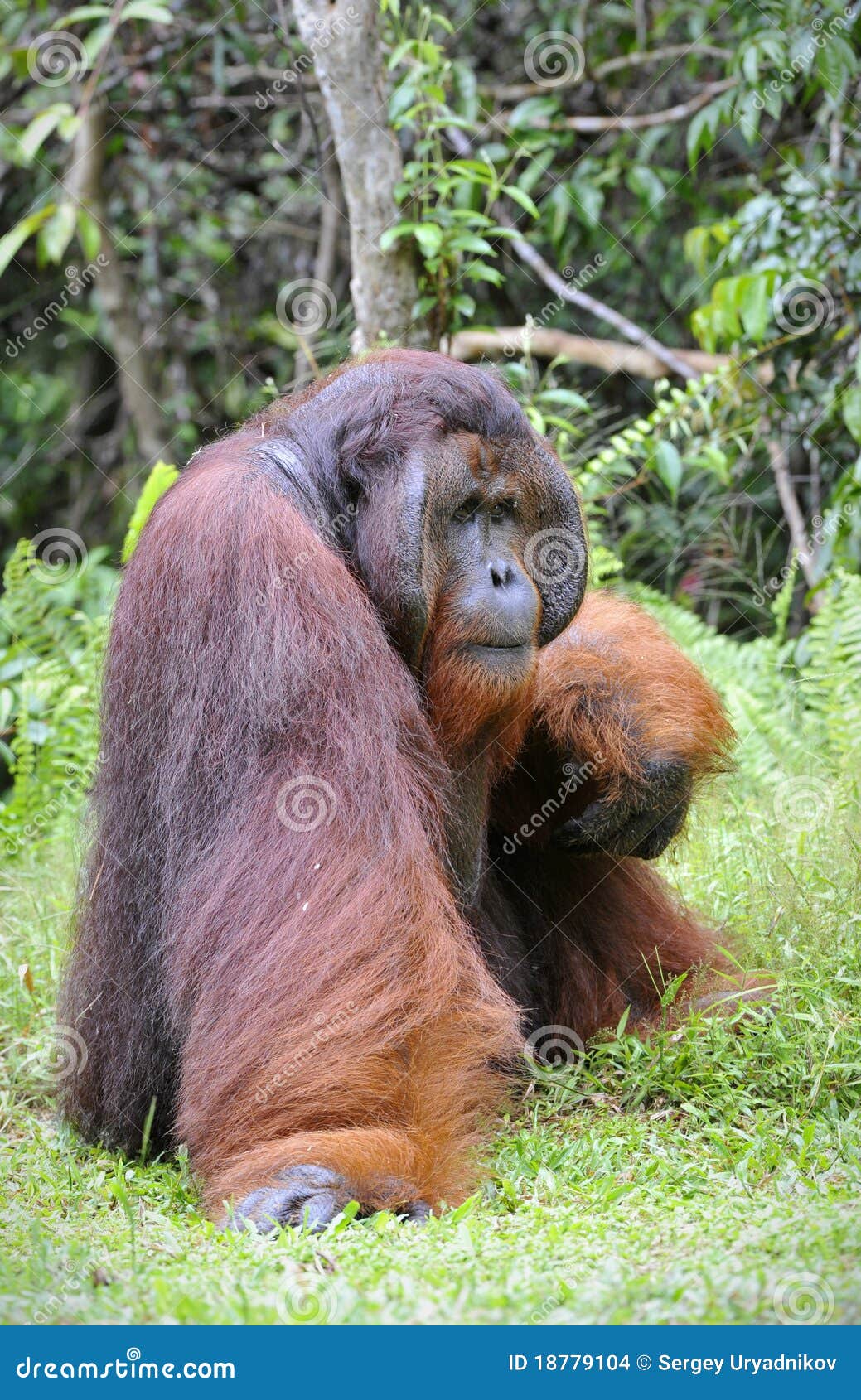 Alpha-male of the Orangutan. Stock Photo - Image of expression ...
