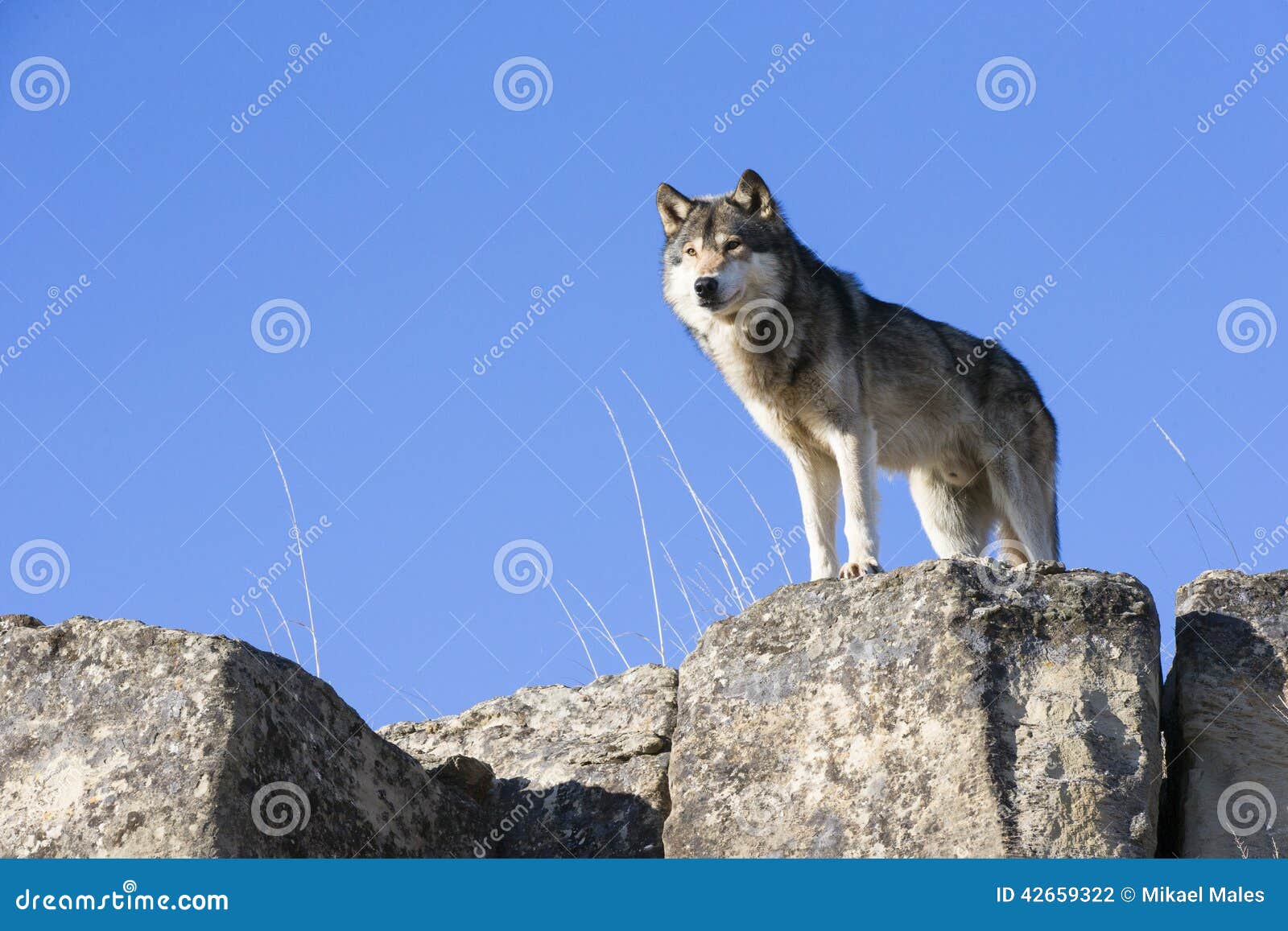 Alpha Male Goat Royalty-Free Stock Photography | CartoonDealer.com ...