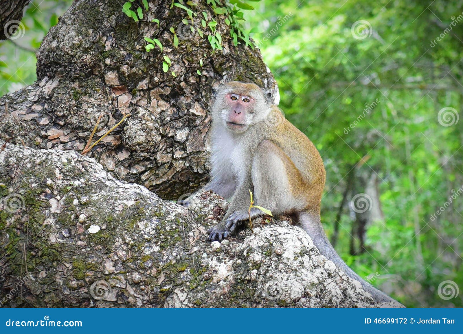 Alpha male wild monkey stock photo. Image of wild, resting - 46699172