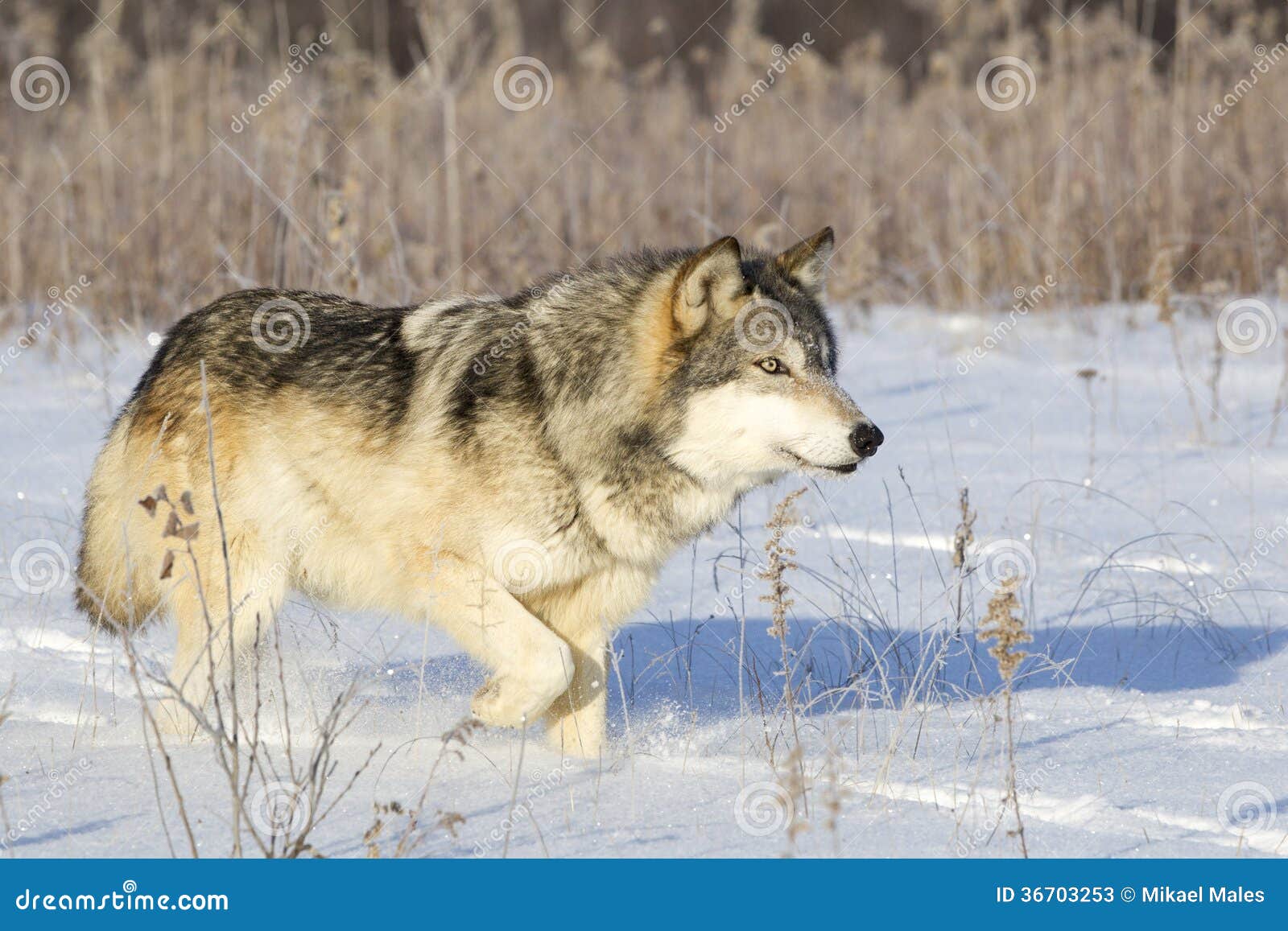 Alpha male stock image. Image of arctos, predator, crushing - 36703253