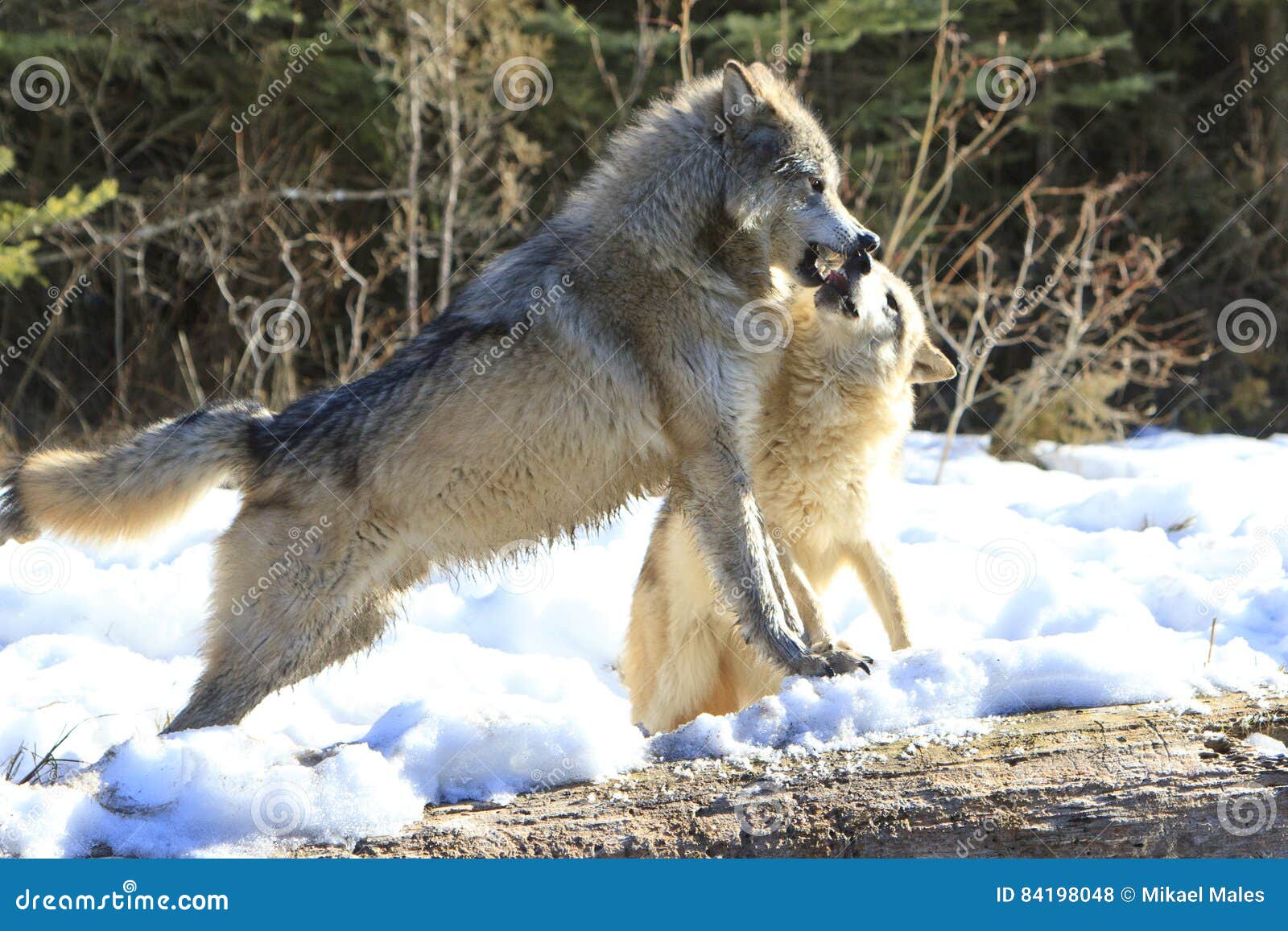 Alpha timber wolf stock photo. Image of predator, living - 84198048
