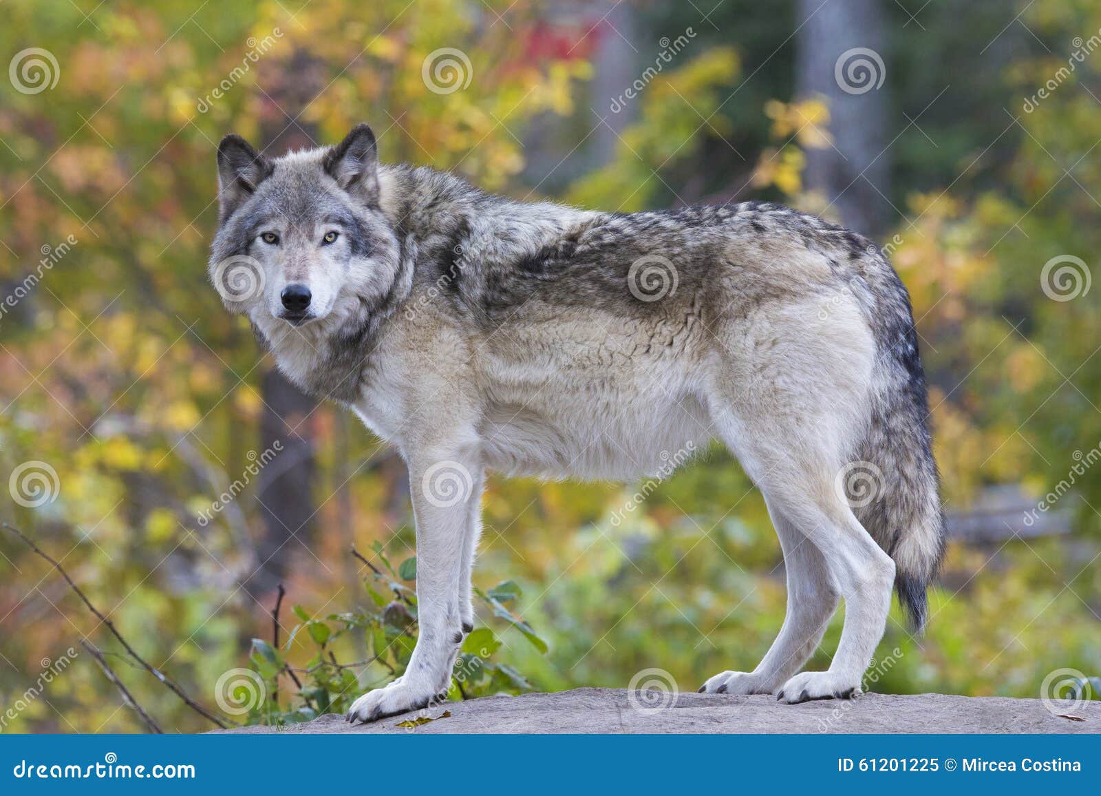 Alpha Timber wolf stock image. Image of forest, pack - 61201225