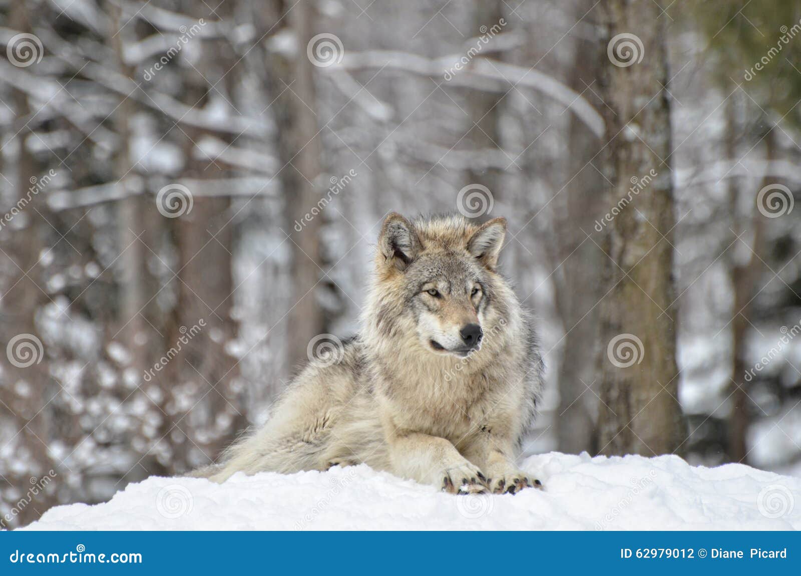 Alpha Timber Wolf stock photo. Image of pack, covered - 62979012