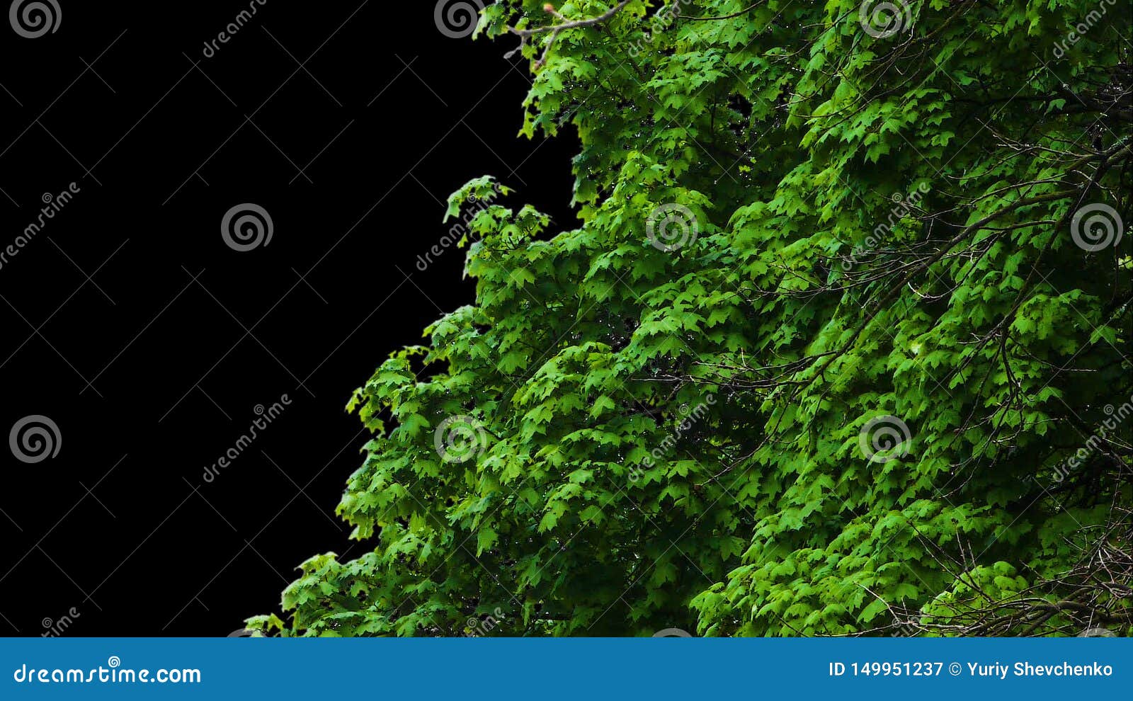 Alpha tree leaves stock video. Video of animation, environmental ...