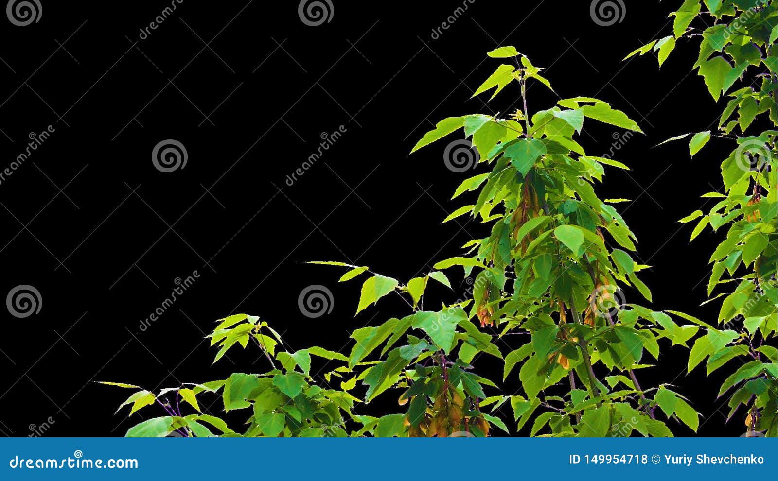 Alpha tree leaves stock footage. Video of channel, growth - 149954718