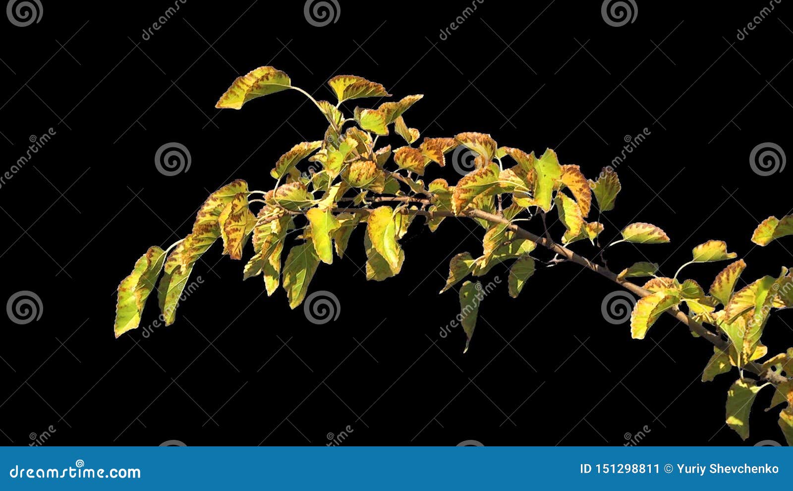 Alpha tree leaves stock video. Video of collage, green - 151298811