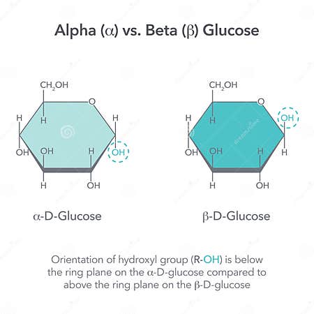 Alpha Versus Beta Glucose Chemistry Vector Illustration Diagram Stock ...