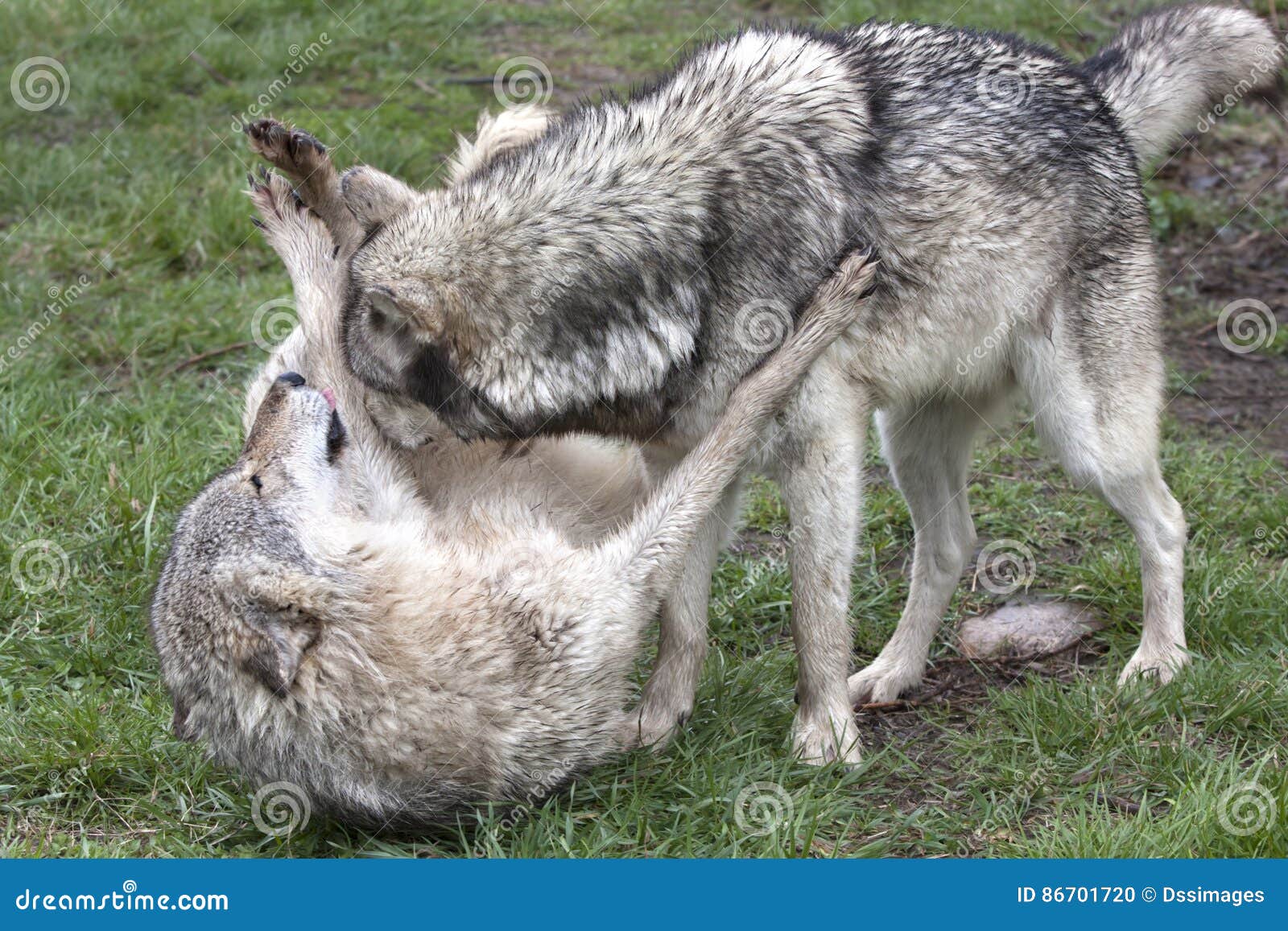 Alpha Wolf in an Act of Dominance Stock Photo - Image of nature ...