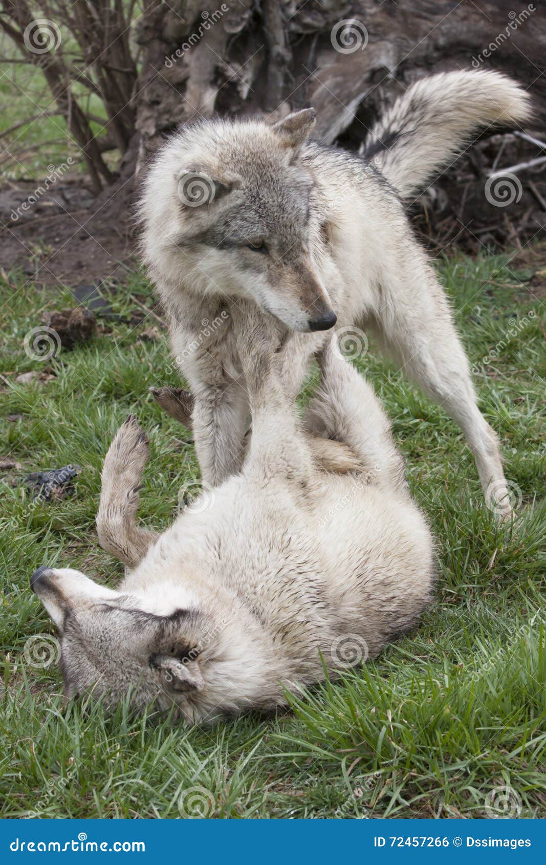 Alpha Wolf stock photo. Image of nature, dominance, dangerous - 72457266