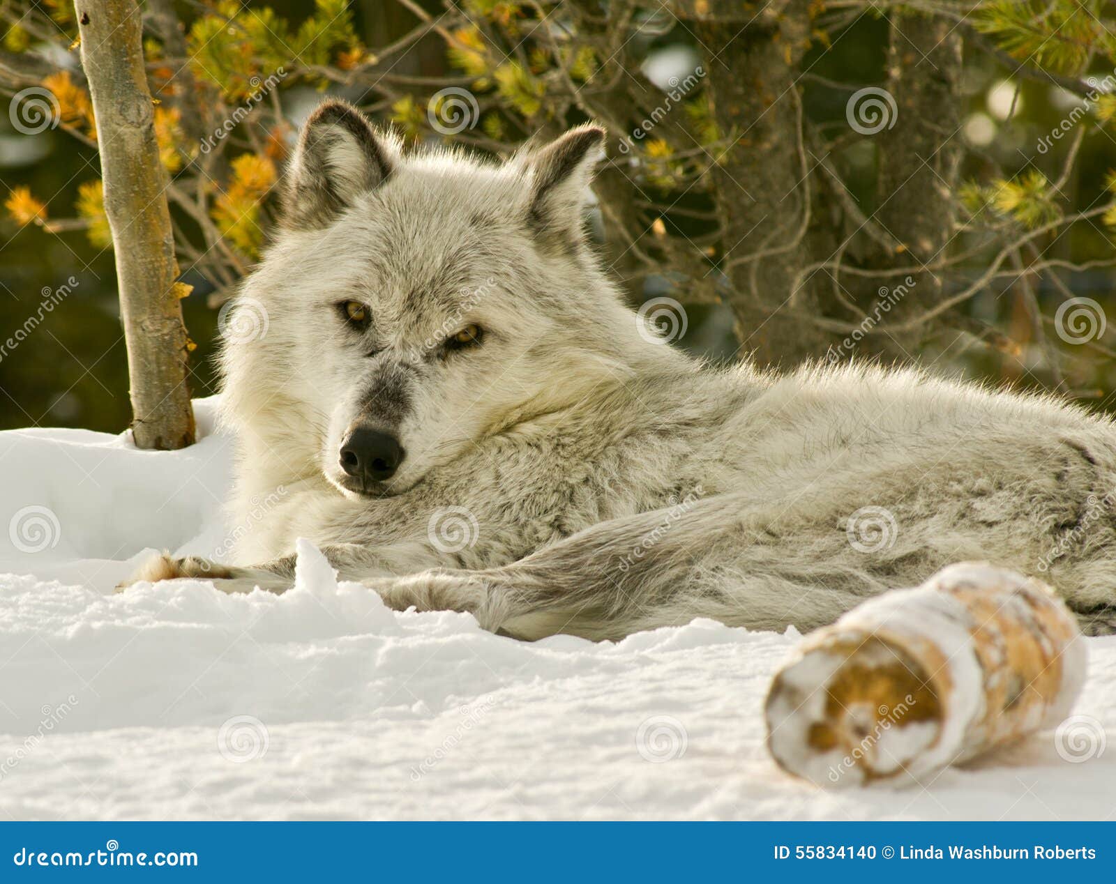 Alpha Wolf Laying on a Snow Covered Hill Stock Photo - Image of eyes ...