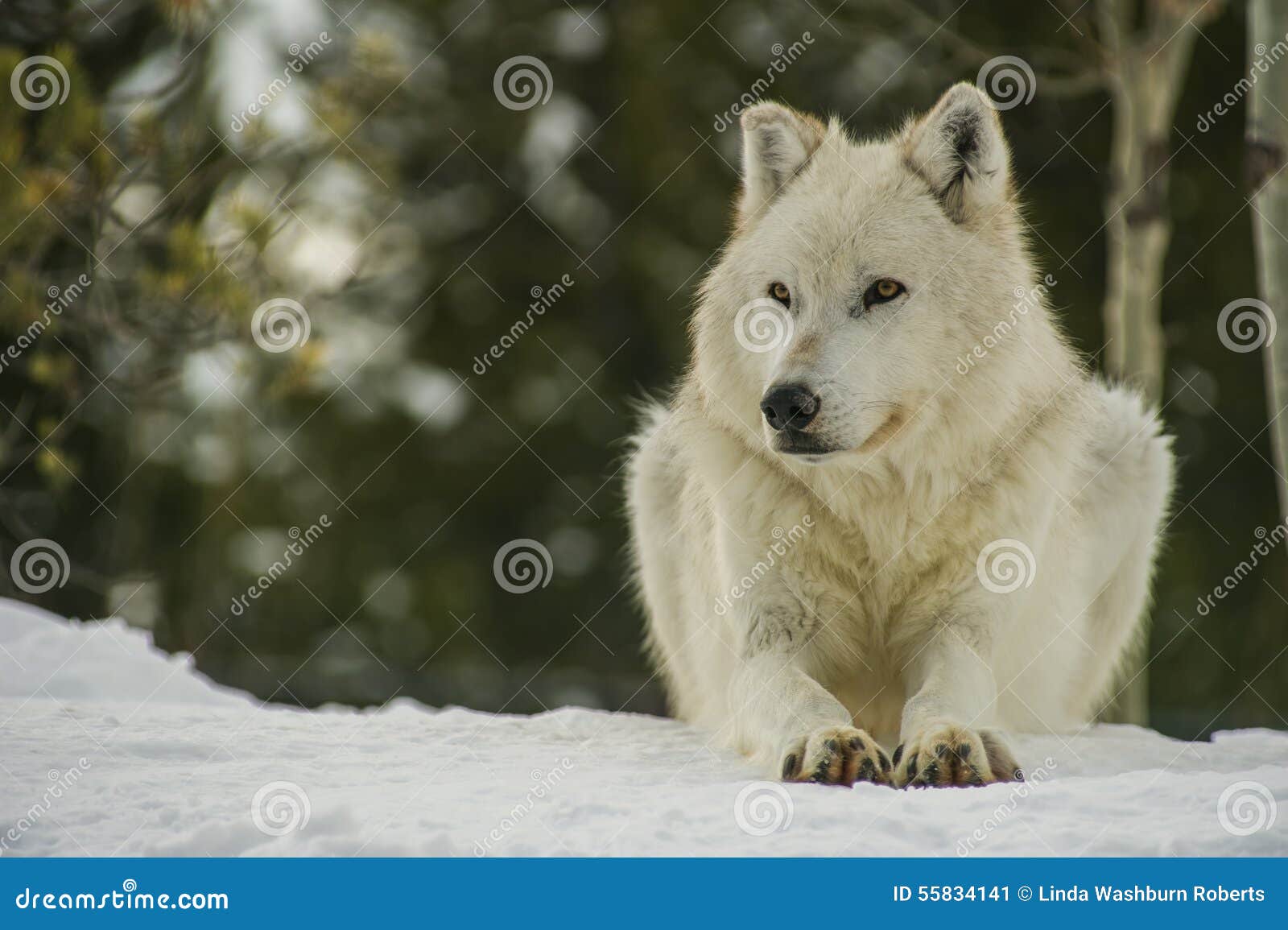 Alpha Wolf Laying on a Snow Covered Hill Stock Image - Image of canine ...