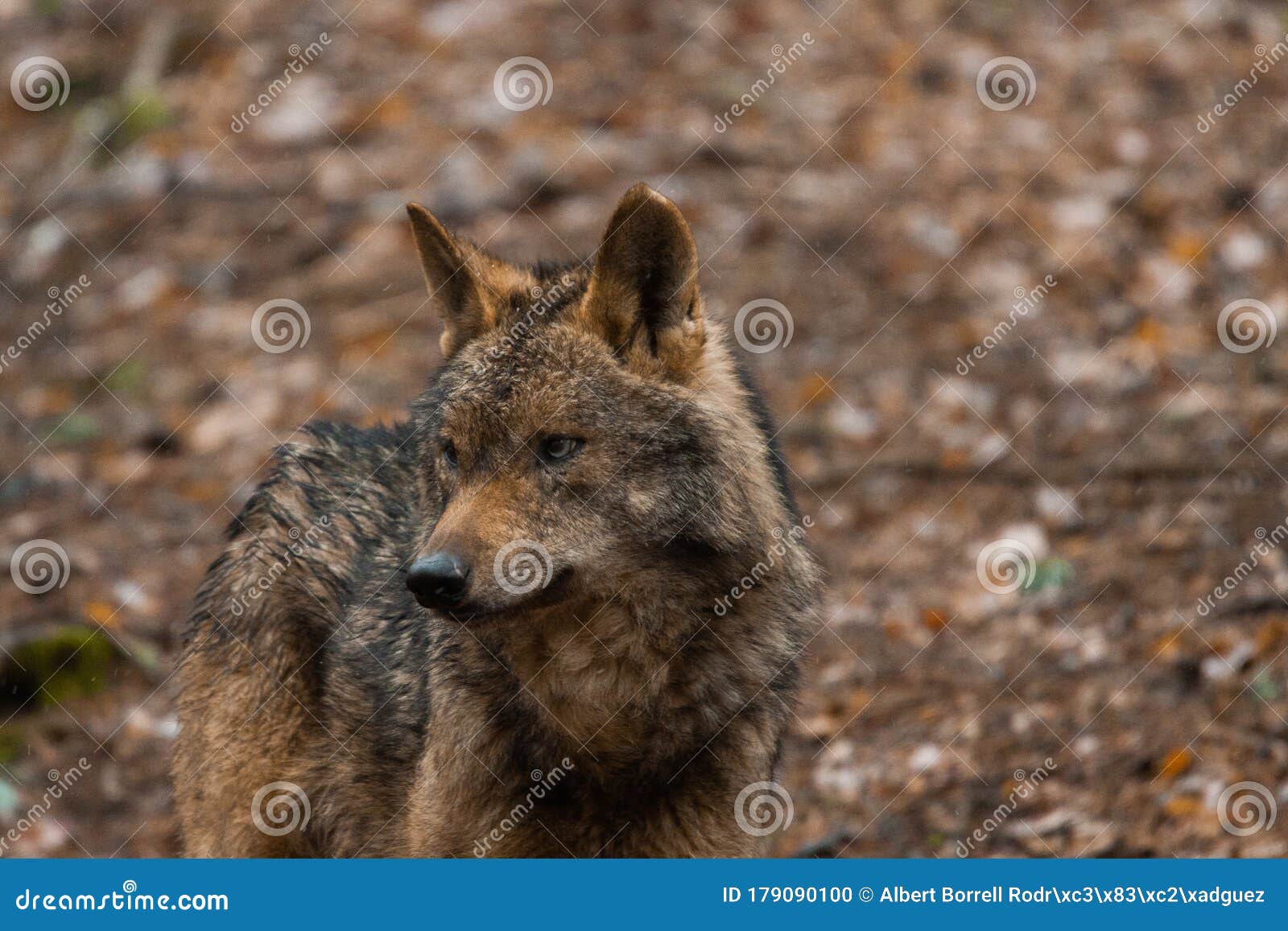 Alpha Wolf Staring at Somewhere Stock Photo - Image of lupus, iberia ...