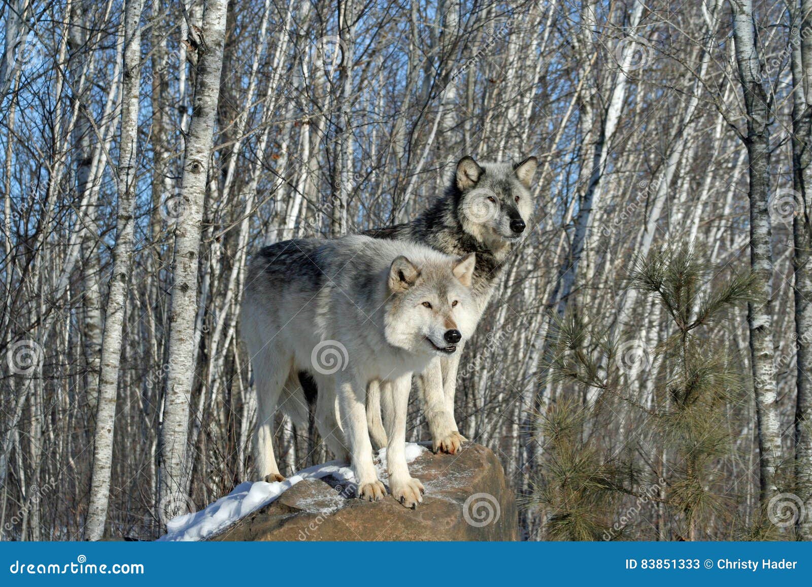 Alpha Wolves stock image. Image of winter, wolf, male - 83851333