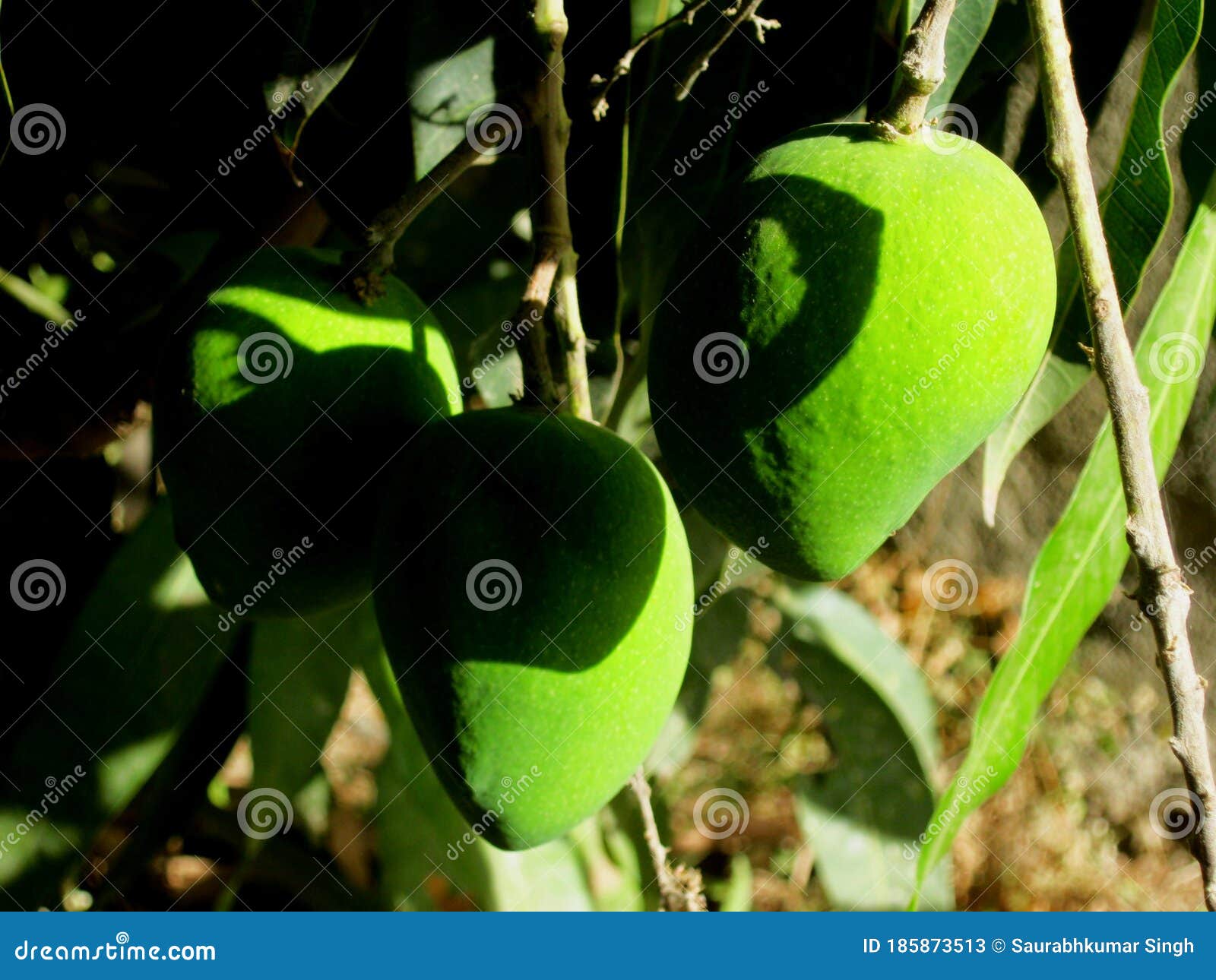 Alphonso Green Tree Having Alphonso Mangoes Stock Image - Image of ...