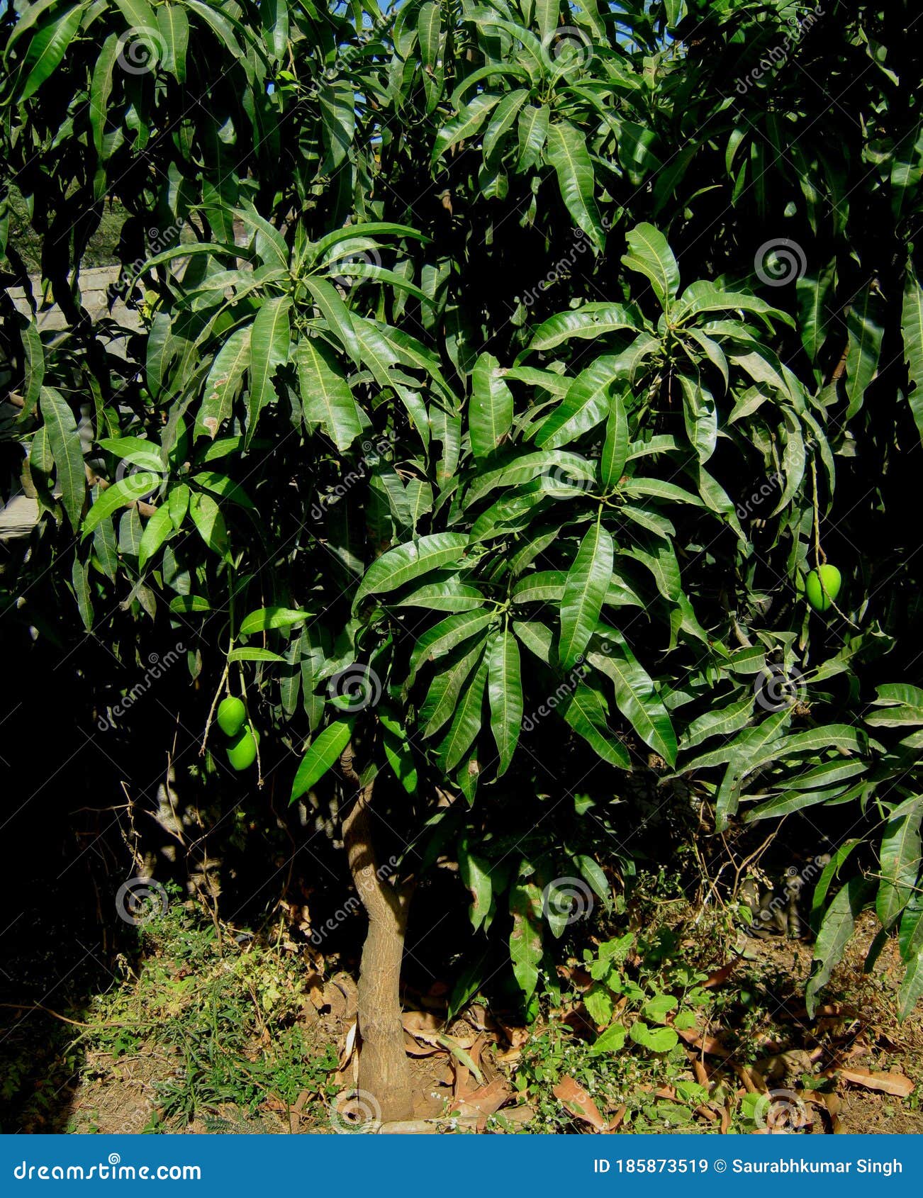 Alphonso Green Tree Having Alphonso Mangoes Stock Image - Image of ...