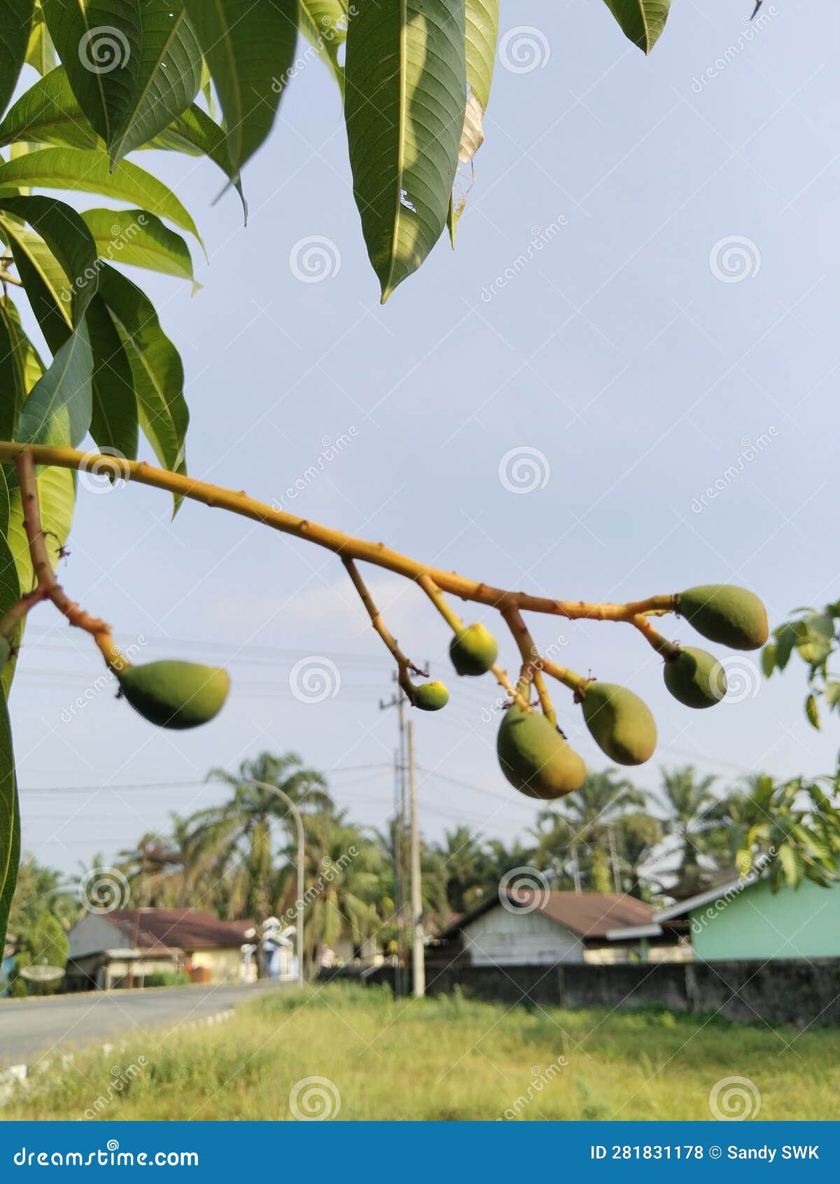 The Alphonso manggo stock photo. Image of cultivar, hapus - 281831178