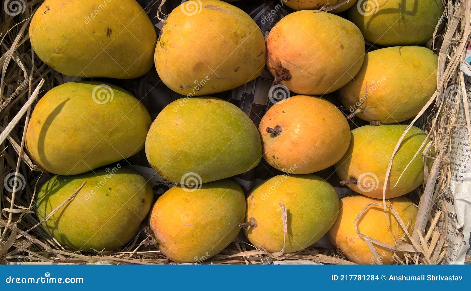 Alphonso Mango or Haapus Aamba Fruit Stock Photo - Image of background ...