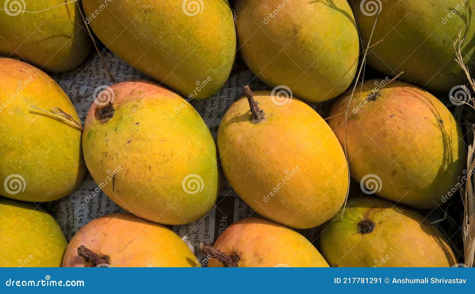 Alphonso Mango or Haapus Aamba Fruit Stock Image - Image of collection ...