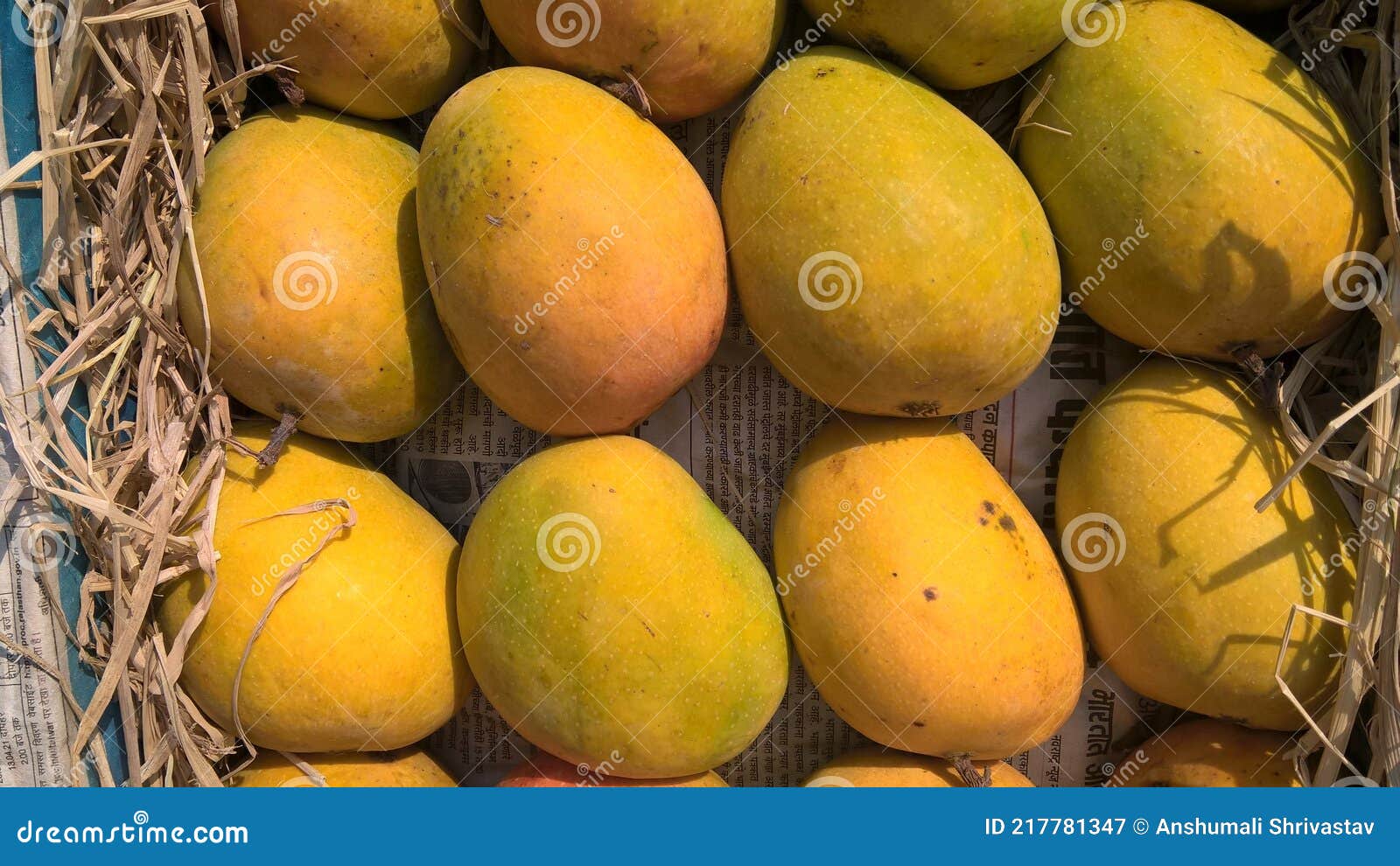 Alphonso Mango or Haapus Aamba Fruit Stock Image - Image of juice ...