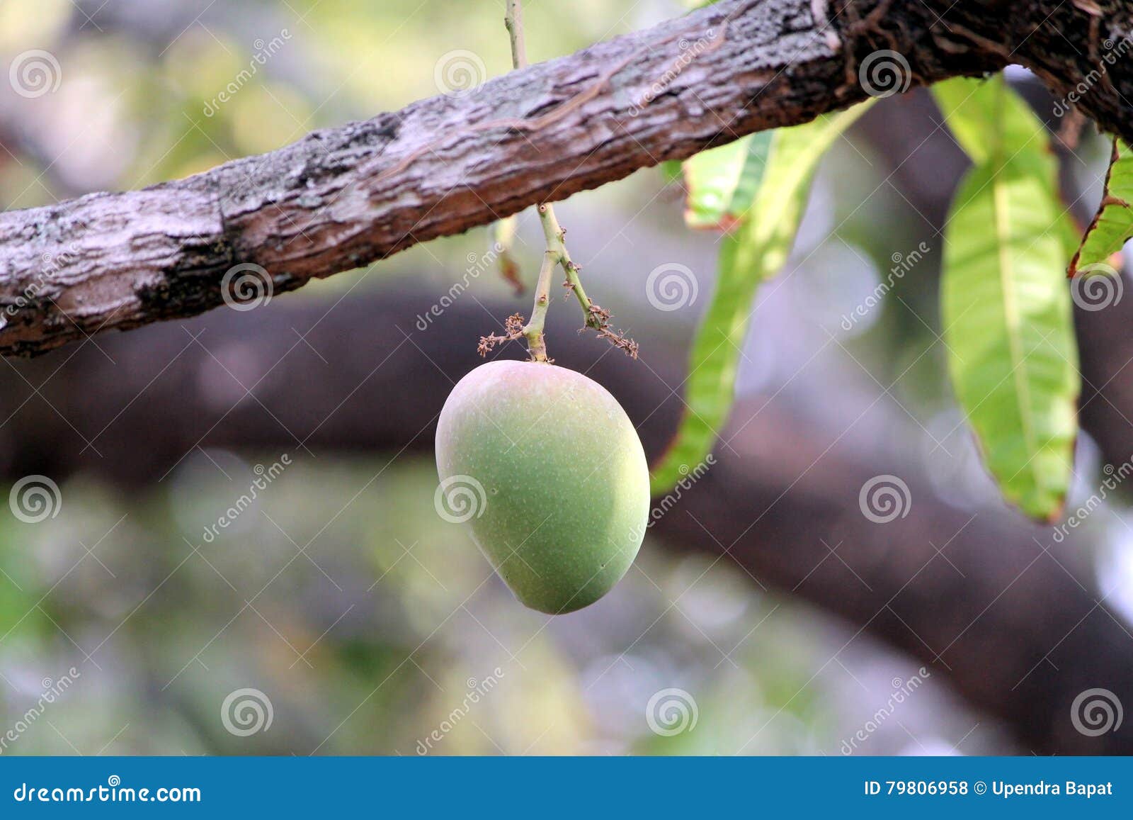 Alphonso Mango - Haapus stock photo. Image of konkan - 79806958