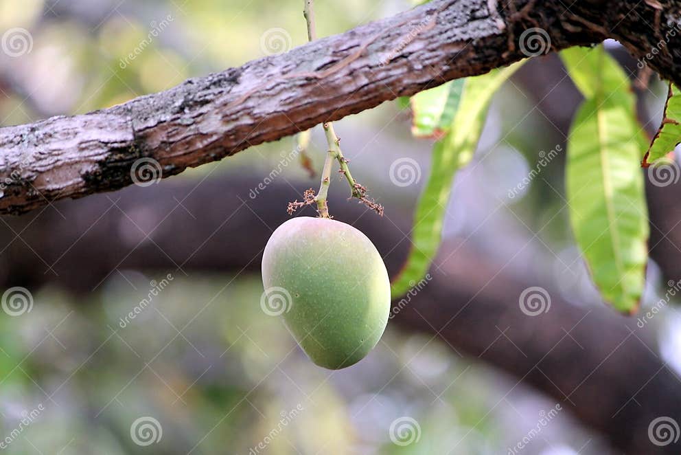Alphonso Mango - Haapus stock photo. Image of konkan - 79806958