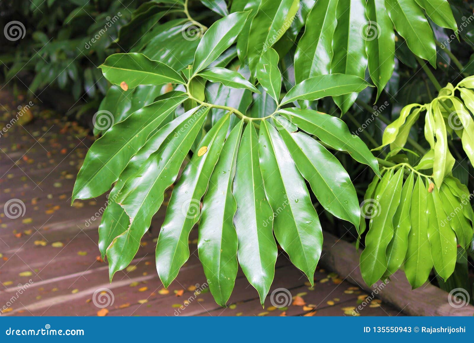 Alphonso tree leaves stock image. Image of outdooor - 135550943