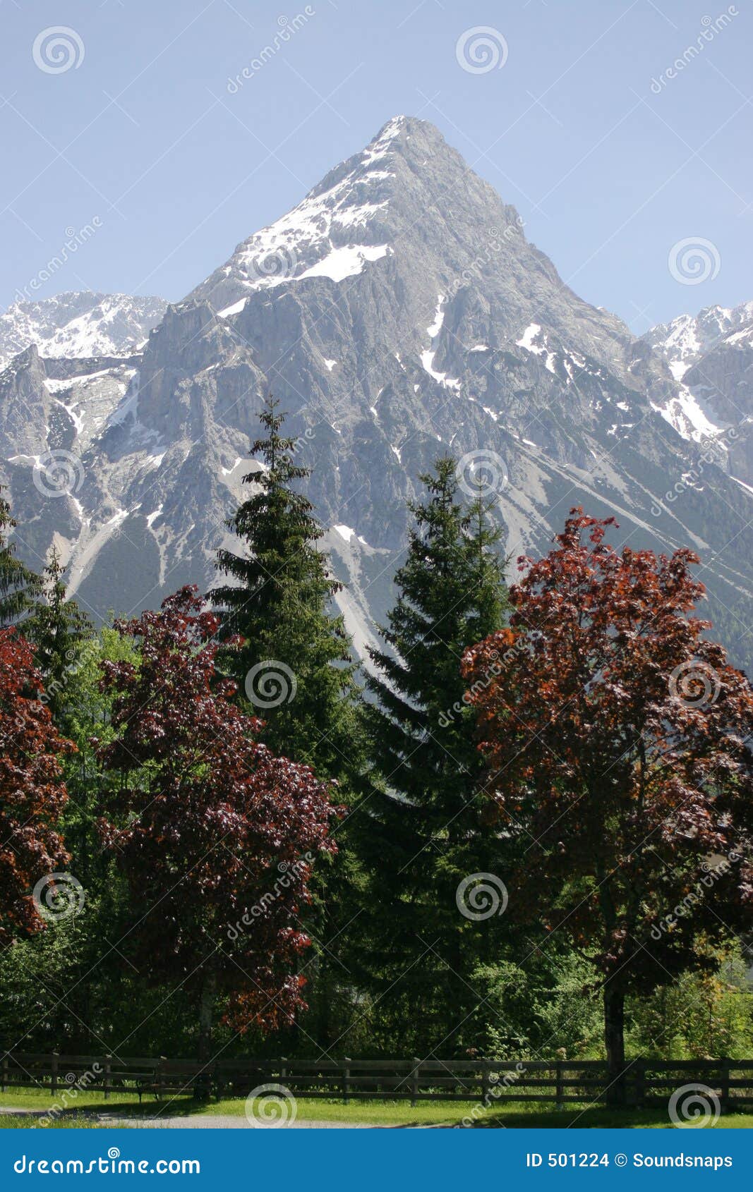 Alpiene bomen en Berg stock foto. Image of vakantie, verticaal - 501224