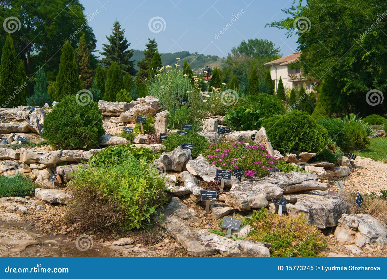 Alpiene rotstuin stock afbeelding. Image of groei, blauw - 15773245