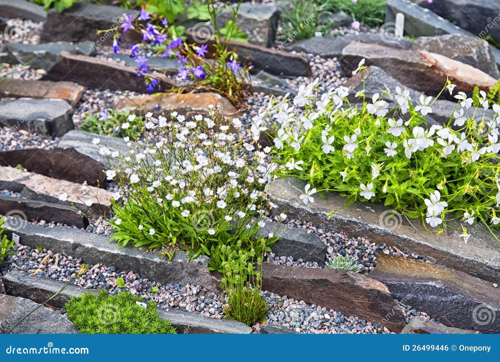 Alpiene Rotstuin stock foto. Image of buiten, groei, klok - 26499446