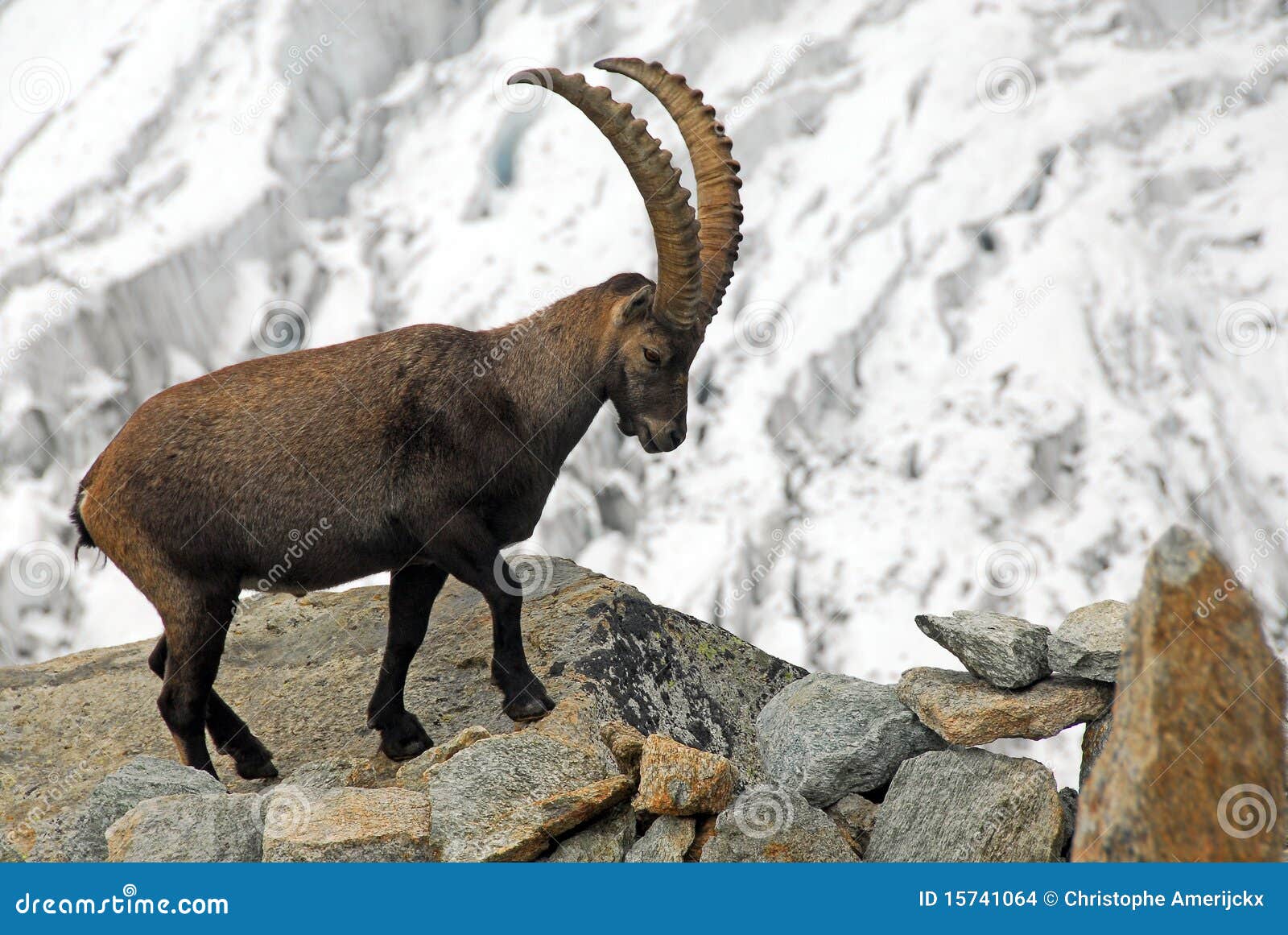 Alpiene Steenbok stock foto. Image of wild, hoorn, ijzig - 15741064