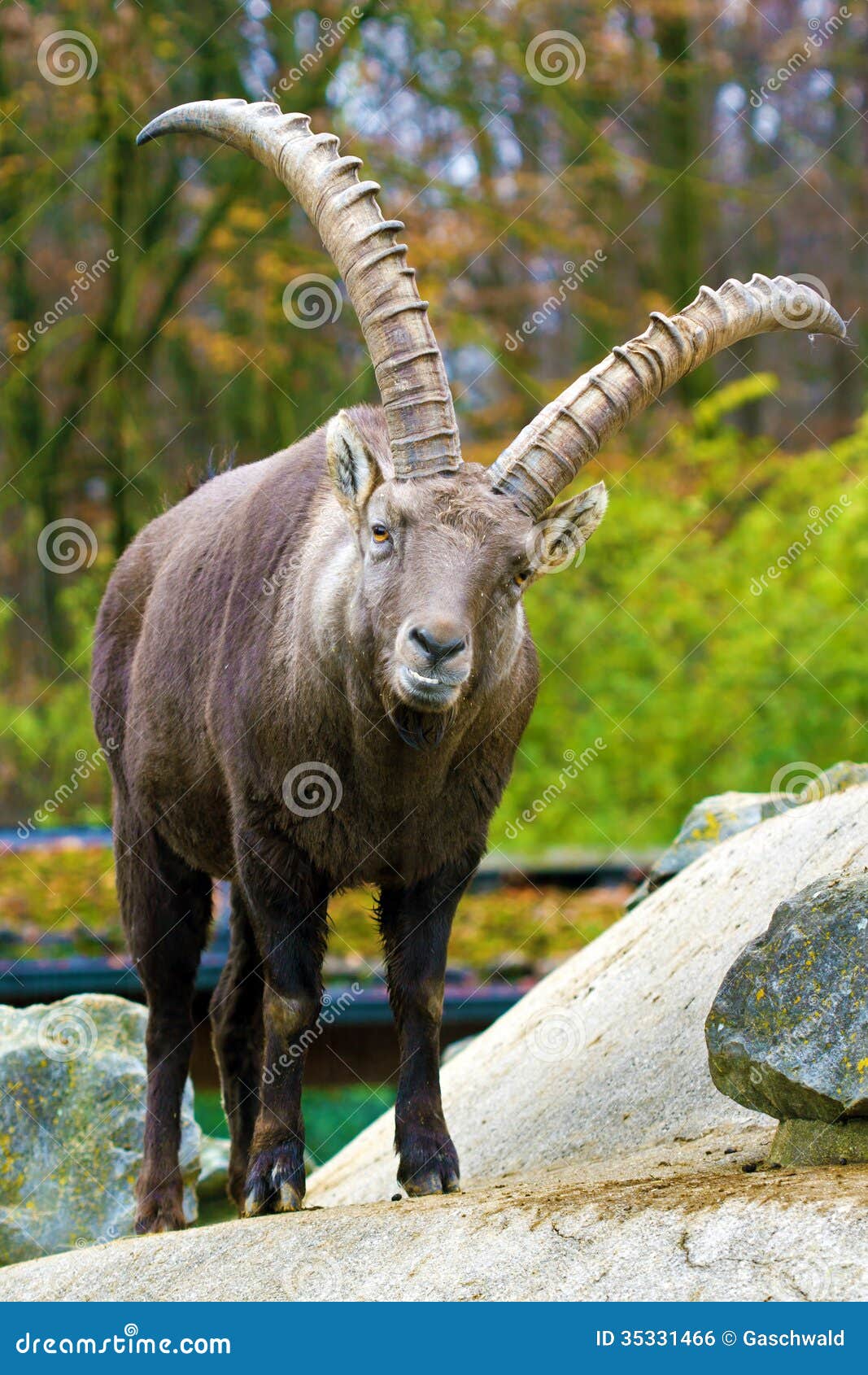 Alpiene Steenbok (Capra-steenbok) Stock Foto - Image of zoogdier ...