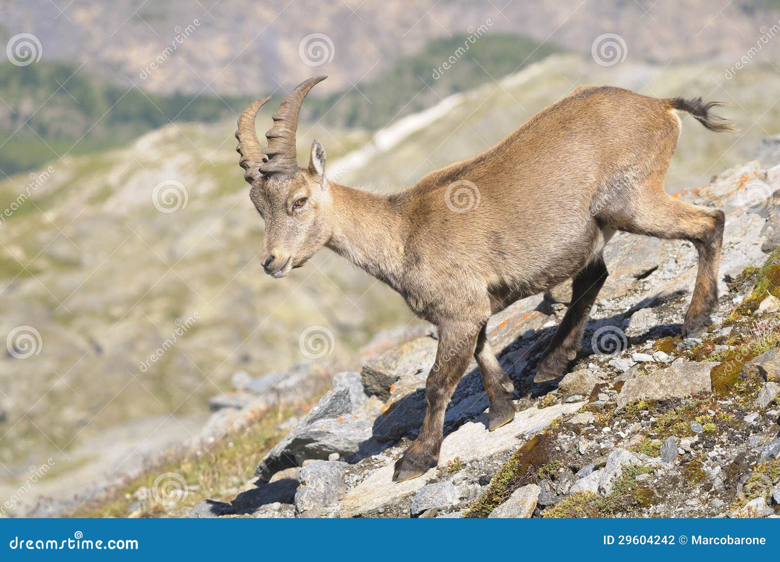 Alpiene Steenbok - Steinbock Stock Foto - Image of profiel, europees ...