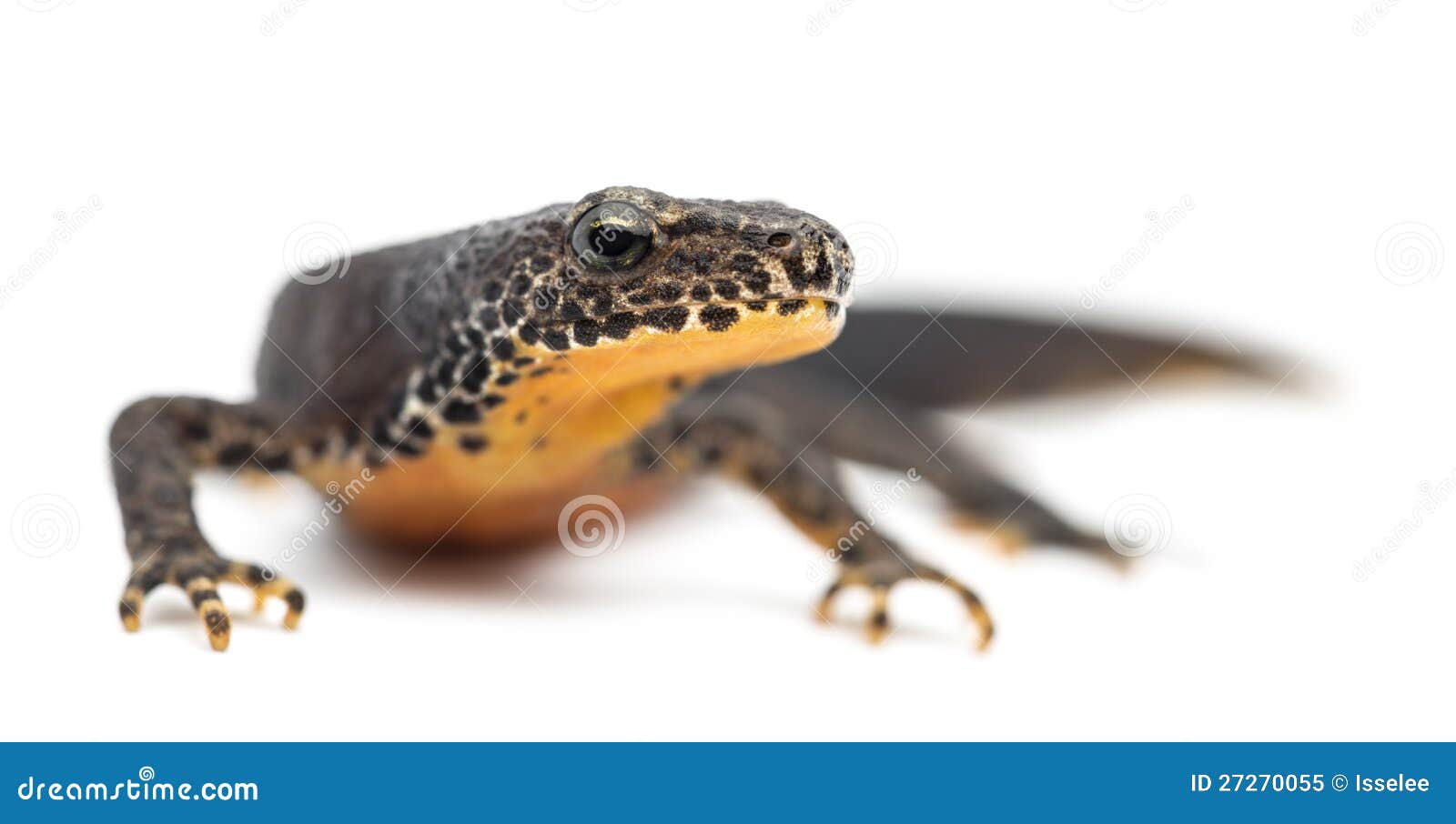 Alpin Newt, Ichthyosaura Alpestris Fotografering för Bildbyråer - Bild ...