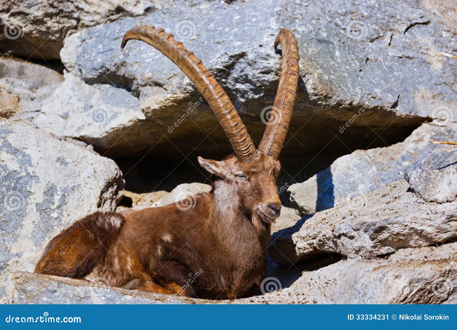 Alpin stenbock fotografering för bildbyråer. Bild av bighorn - 33334231