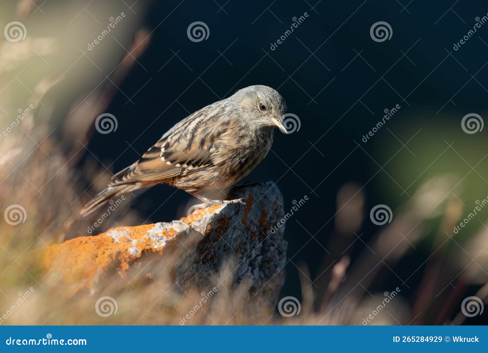 Alpine accentor stock image. Image of outside, prunellidae - 265284929