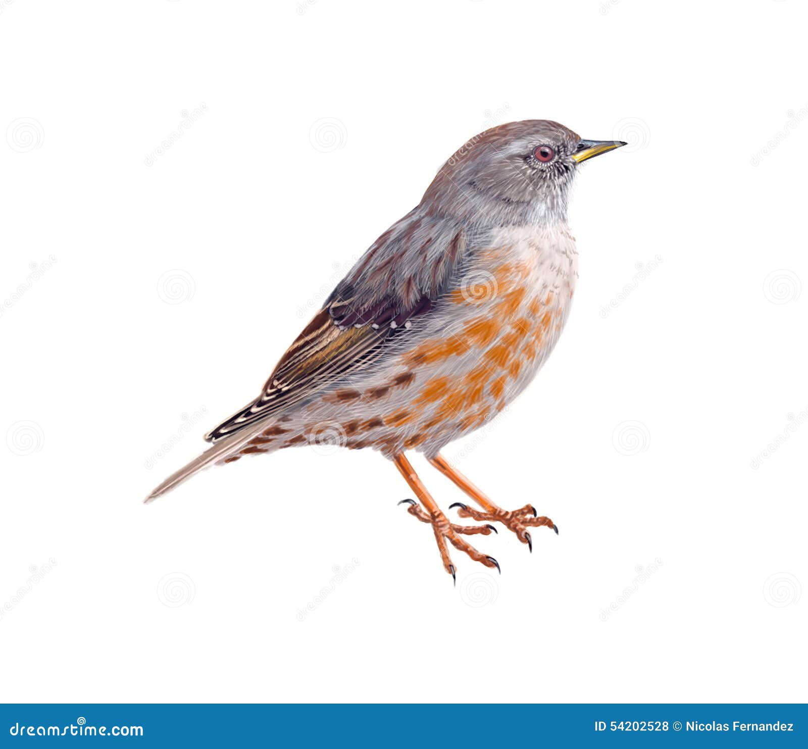 Alpine accentor stock illustration. Illustration of wing - 54202528