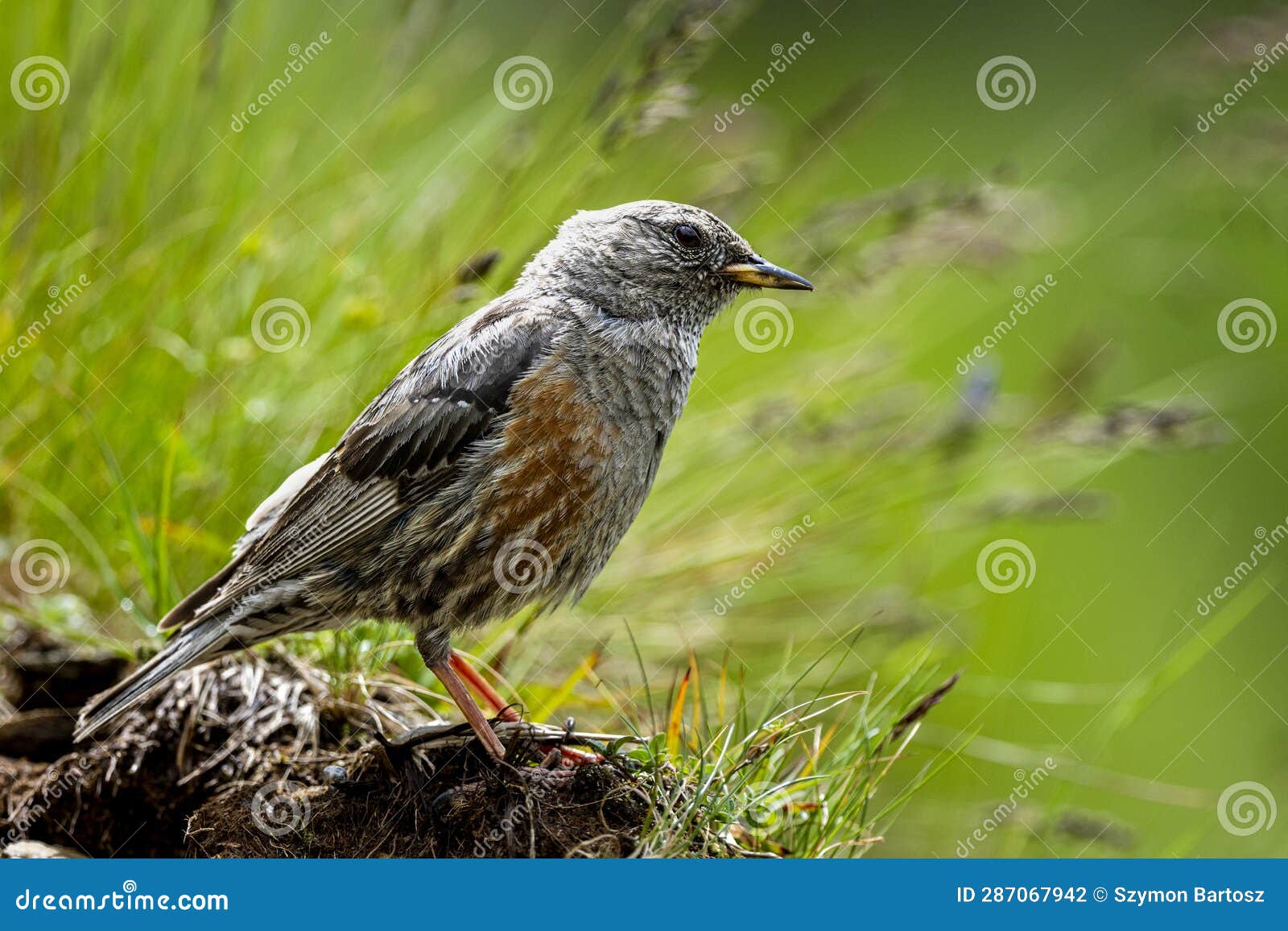 Alpine Accentor, Prunella Collaris. a Typical Bird of the Rocky ...