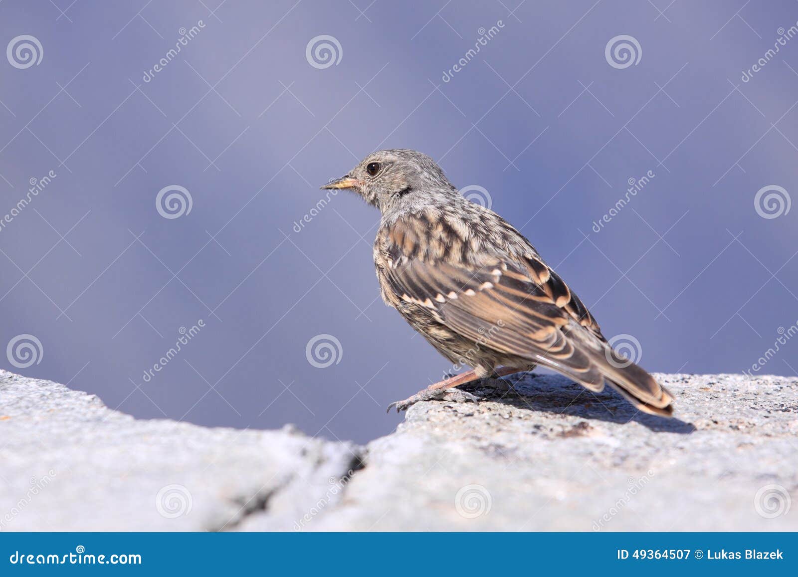 Alpine accentor stock image. Image of nature, bird, mountains - 49364507