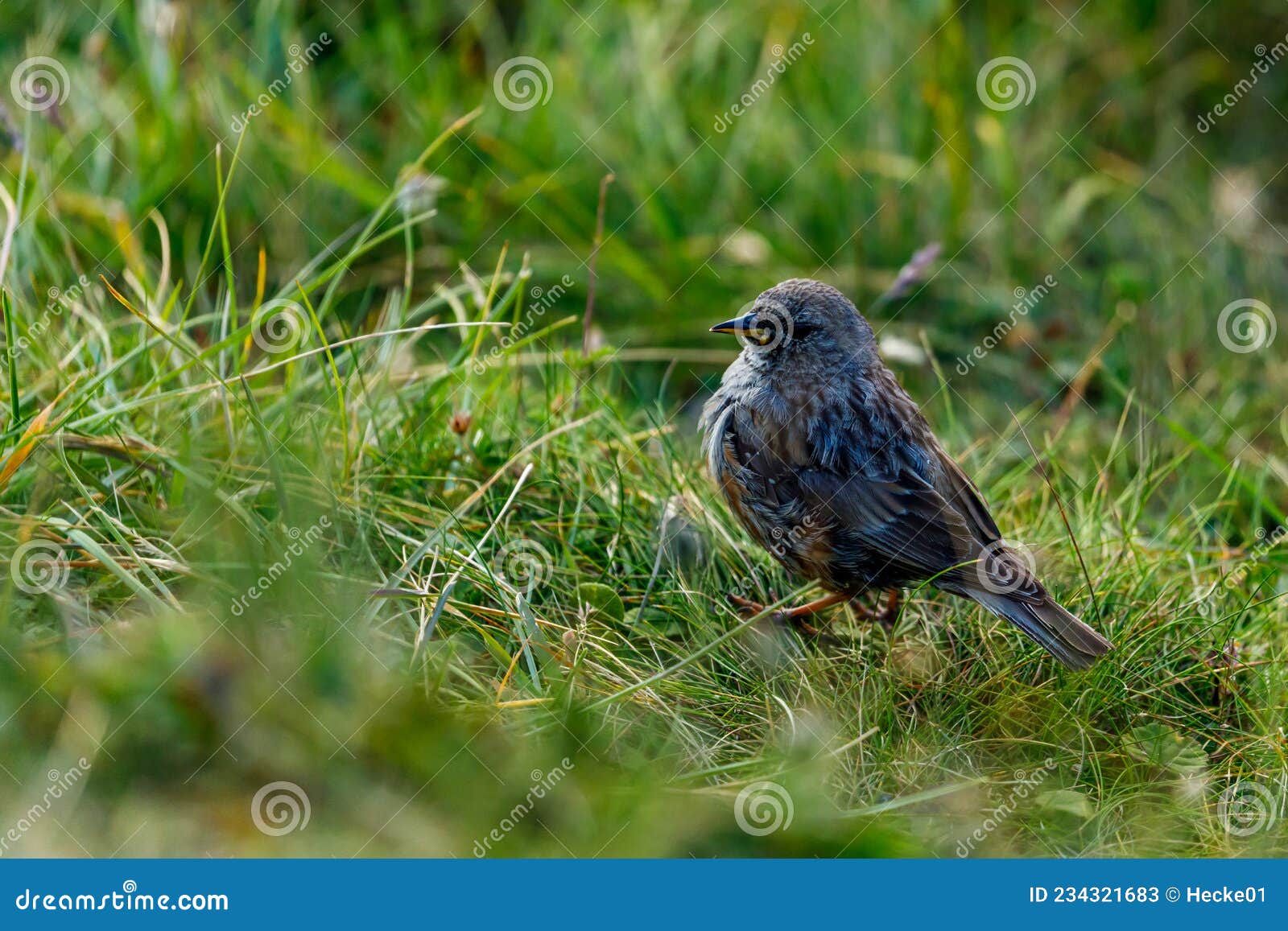 Alpine Accentor in the Wild Stock Image - Image of biology, animal ...