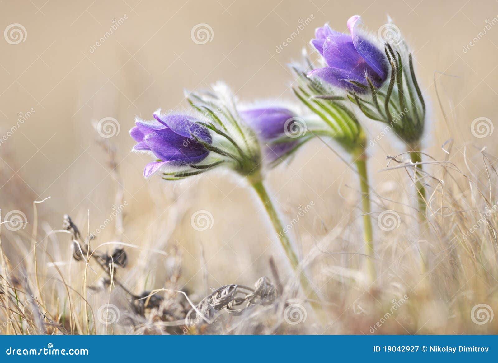 Alpine Anemone Flower Blossoms Stock Image - Image of plant, seasonal ...