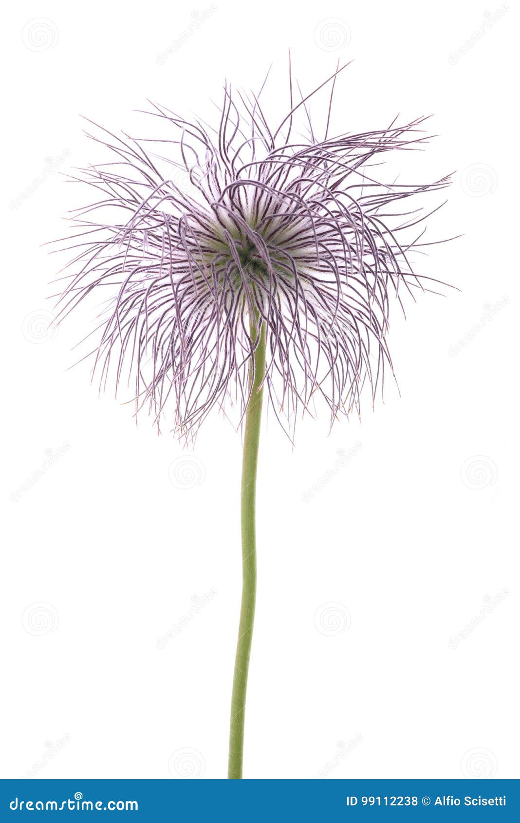 Alpine anemone fruit stock photo. Image of fruit, isolated - 99112238