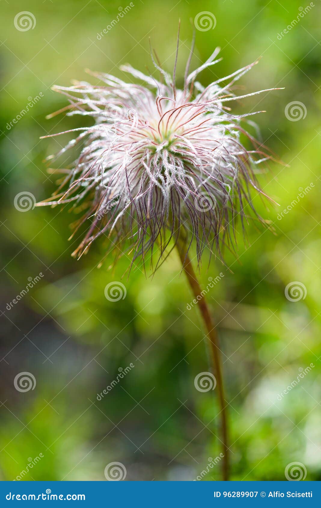 Alpine anemone fruit stock image. Image of fruit, wild - 96289907
